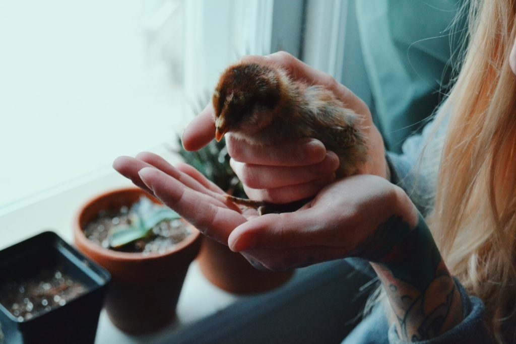 Daily Life - Fair Robin Revival